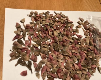 Seeds for Planting, Acer Palmatum Matsumurae Atropurpureum Dissectum ...