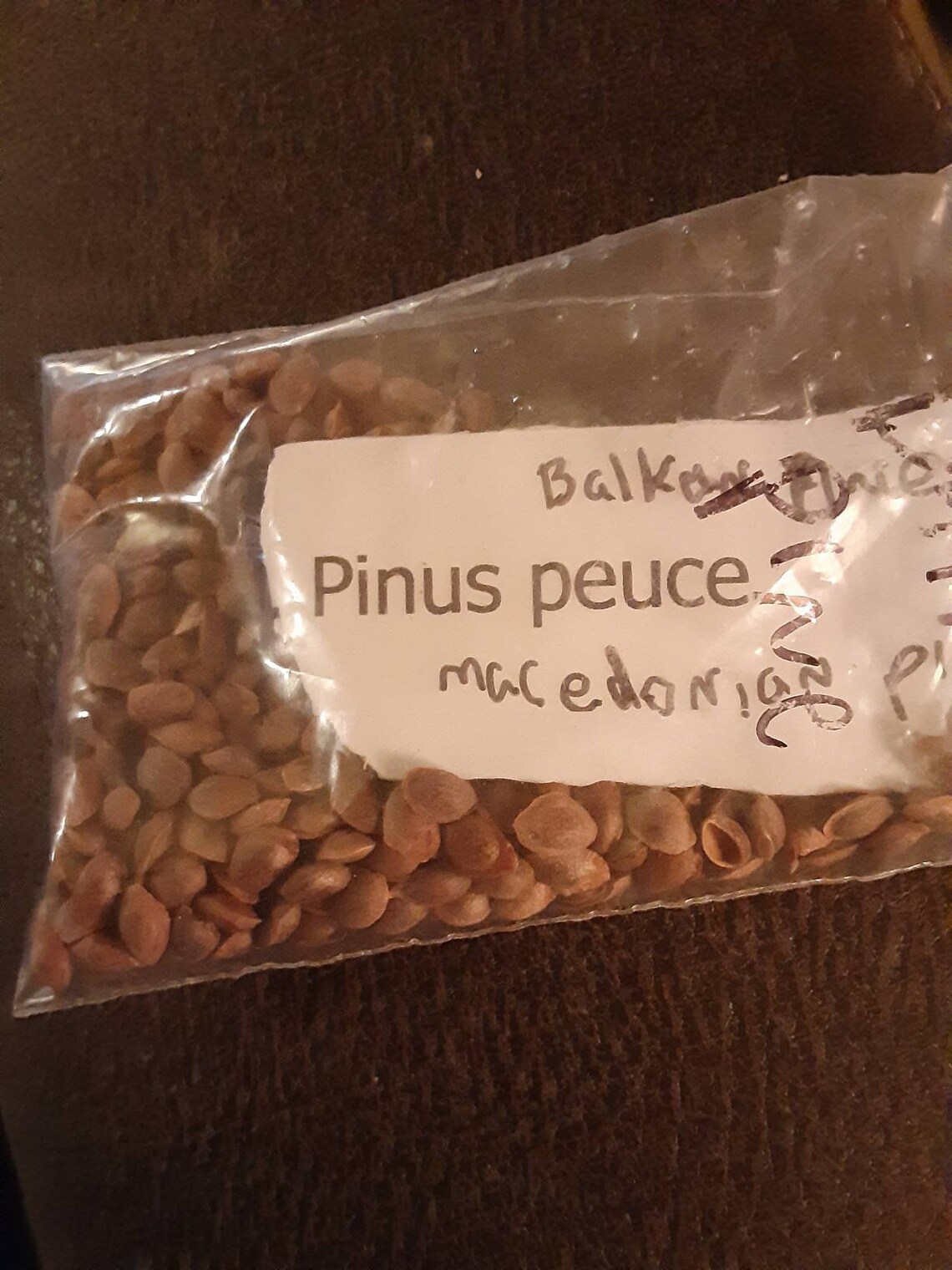 Macedonian Pine Tree Seeds pinus Peuce - Etsy