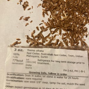 Toon Tree Seeds (TOONA CILIATA) (australian Red Cedar ,red Cedar, Toon ...