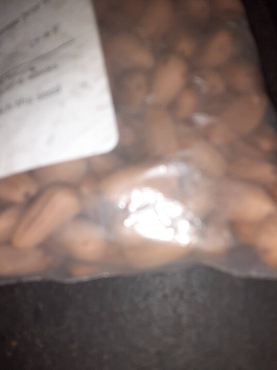 Italian Stone Pine Tree Seeds. PINUS PINEA | Etsy