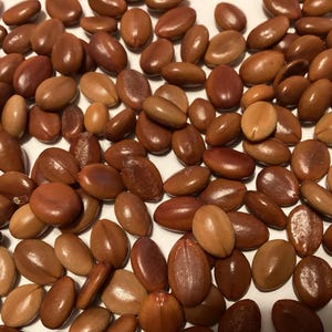 Rainbow Tree Seeds (CASSIA MARGINATA) (pink Shower Tree) - Etsy