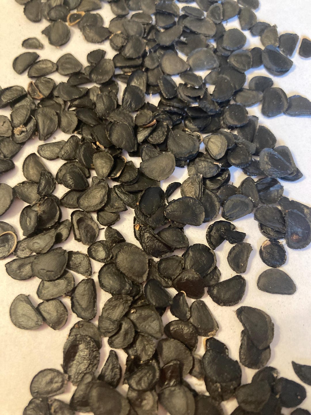 Adam's Needle Tree Seeds (YUCCA FILAMENTOSA) (true Adams Needle) - Etsy