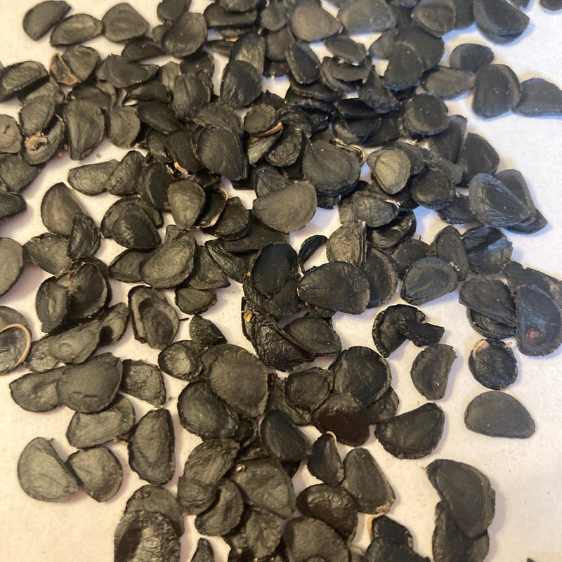 Adams Seeds - Etsy