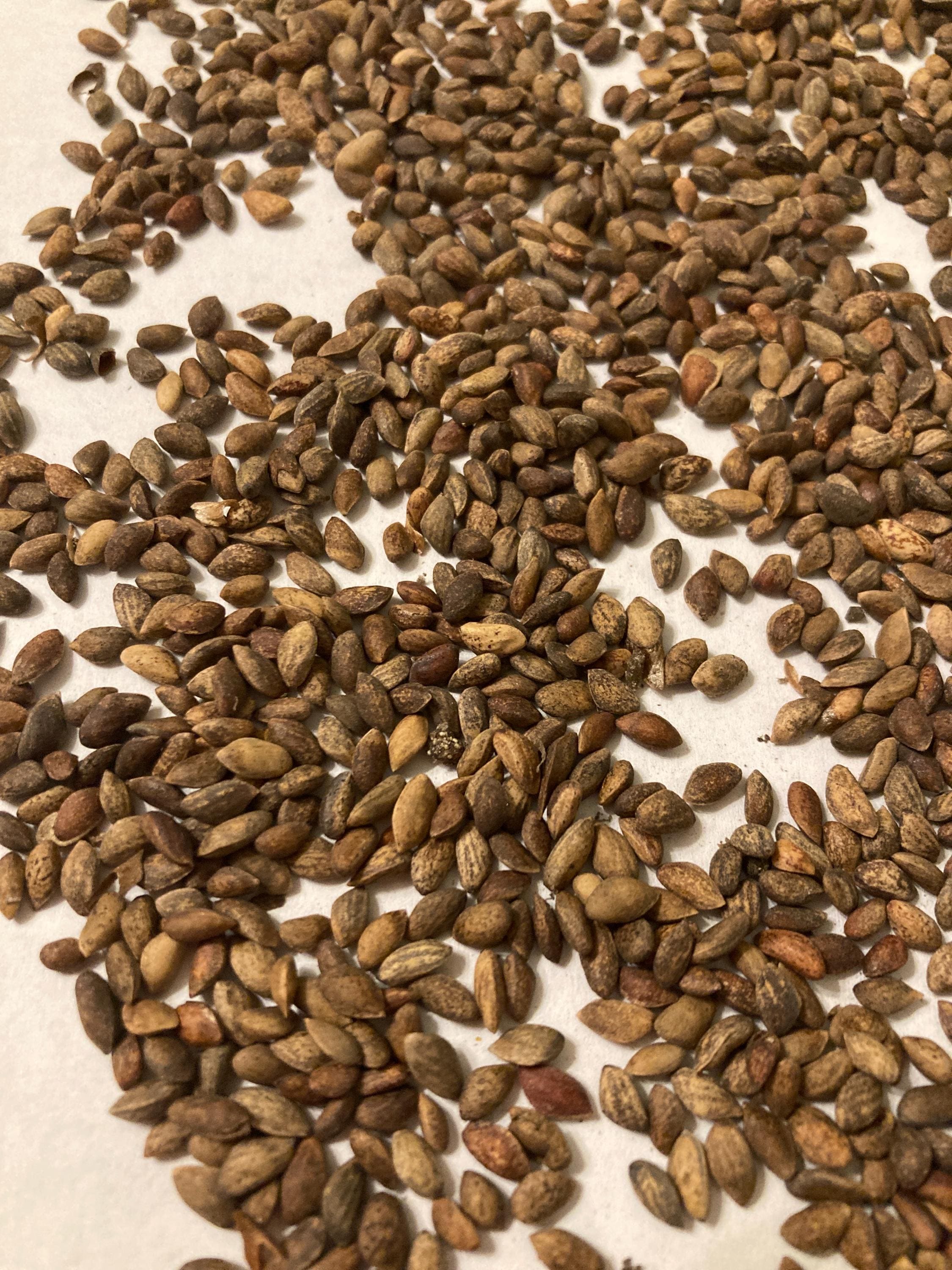 Black Pine Tree Seeds (PINUS THUNBERGII) (japanese Pine) (japanese ...