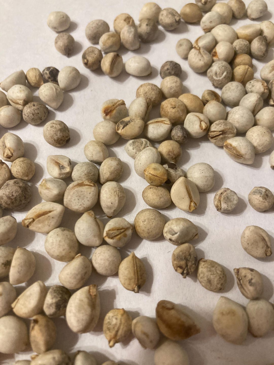 Chinese Tallow Tree Seeds (SAPIUM SEBIFERUM) - Etsy