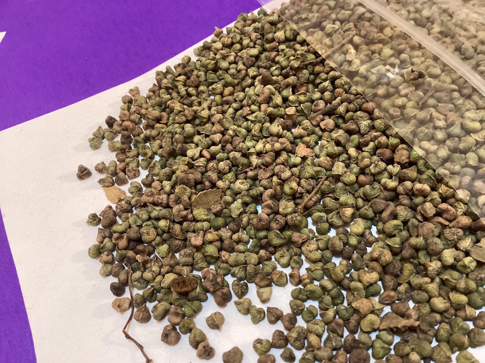 Southern Elm Tree Seeds (ZELKOVA SCHNEIDERIANA) (schneider’s Zelkova ...