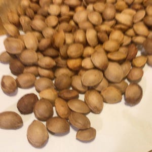 Common Wild Plum Tree Seeds (PRUNUS AMERICANA) (american Plum) - Etsy