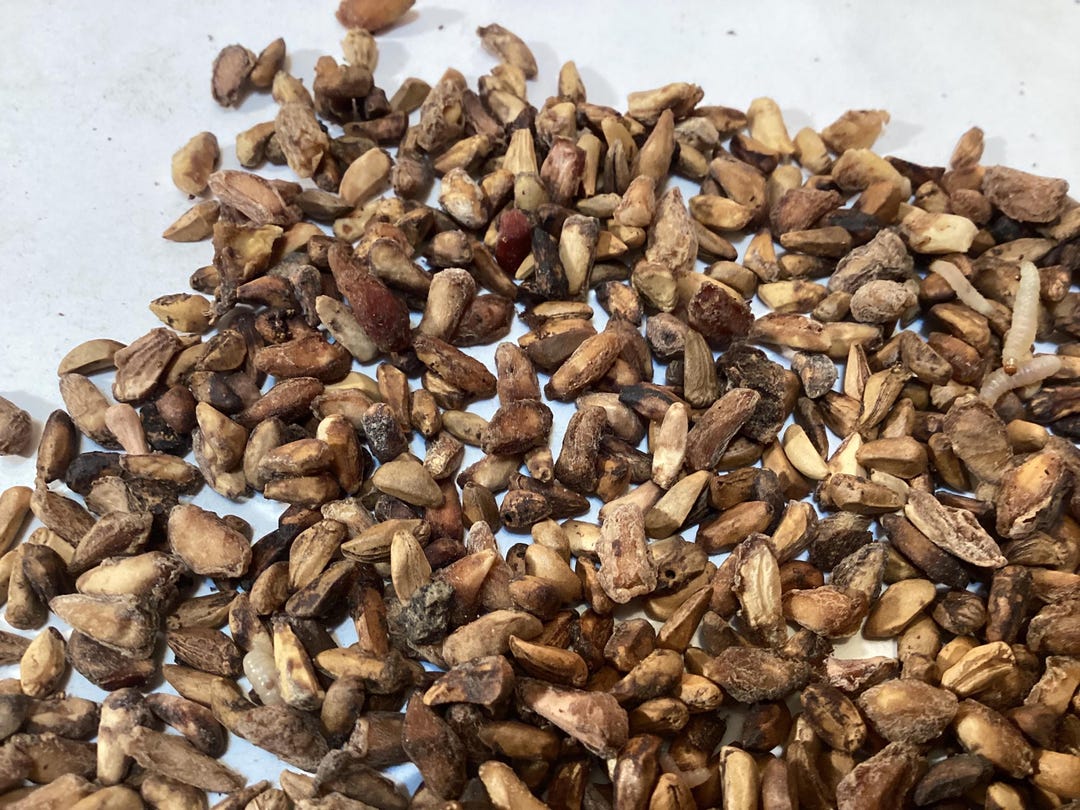 Pomegranite Tree Seeds (PUNICA GRANATUM) - Etsy