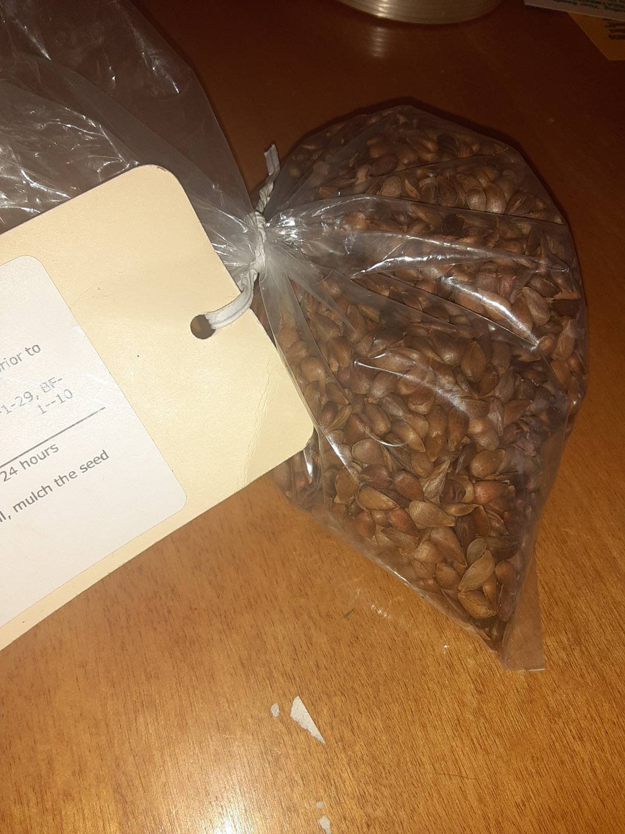 Common Apple Tree Seeds malus Pumila - Etsy