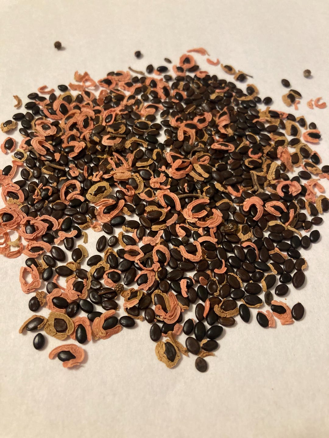 Sally Wattle Tree Seeds (ACACIA MELANOXYLON) - Etsy