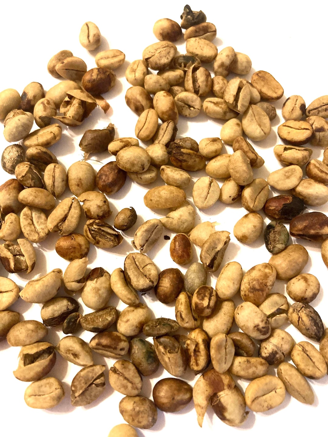 Mountain Coffee Tree Seeds (COFFEA ARABICA) - Etsy