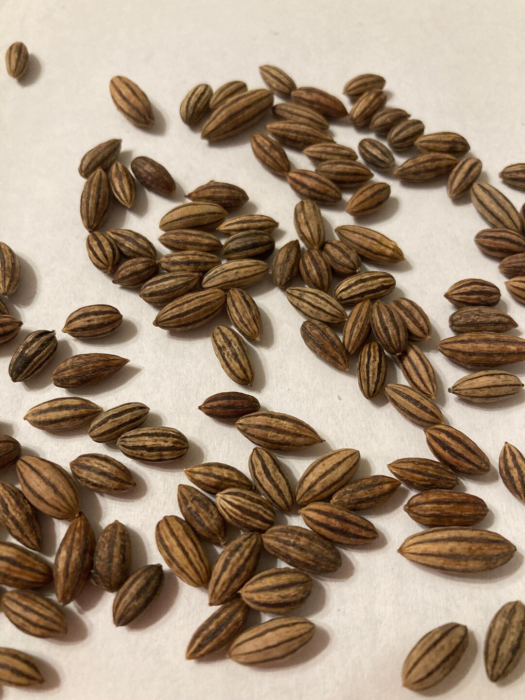 Wolf Willow Tree Seeds (ELAEAGNUS COMMUTATA) (american Silverberry ...