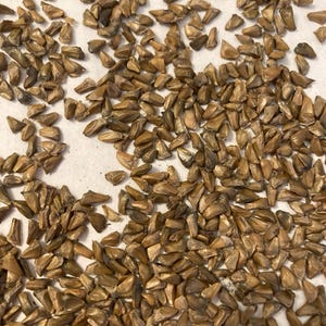 Mountain Balsam Tree Seeds (ABIES FRASERI) (fraser Fir Tree) - Etsy