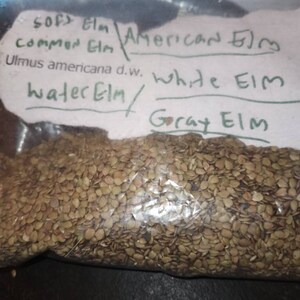 American Elm Tree Seeds ULMUS Americana common Elm gray Elm - Etsy