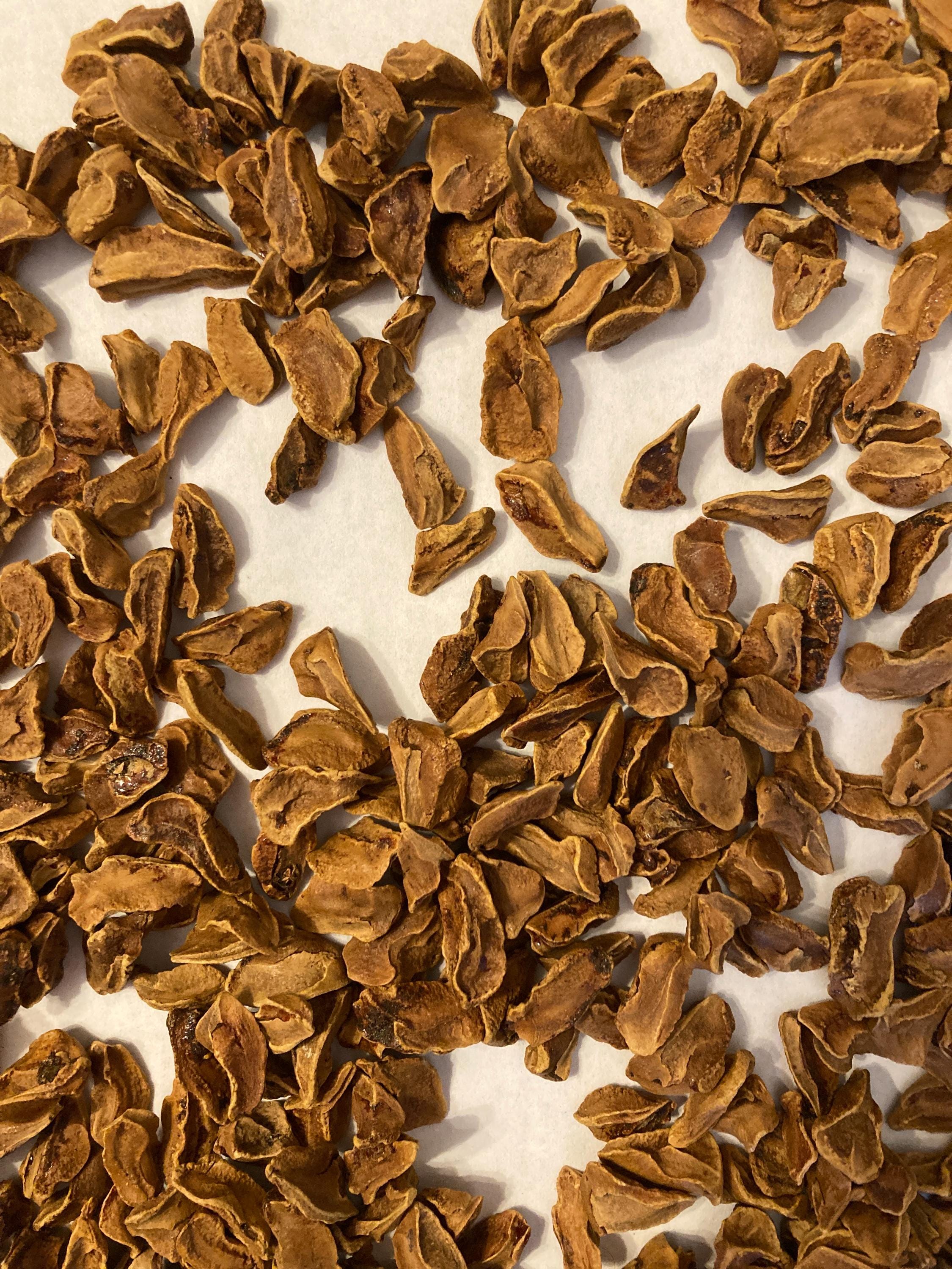 Bald Cypress Tree Seeds (TAXODIUM DISTICHUM) (southern Sourced) - Etsy