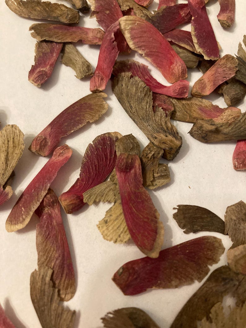 Suminagashi Japanese Maple Tree Seeds (acer Palmatum) - Etsy