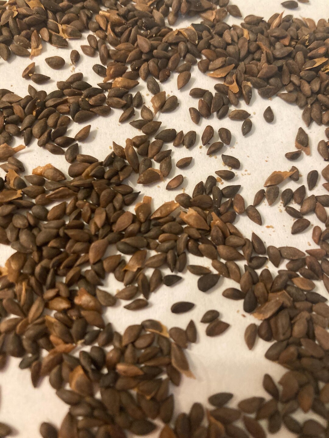 Norway Spruce Tree Seeds (PICEA ABIES EUROPEAN) - Etsy