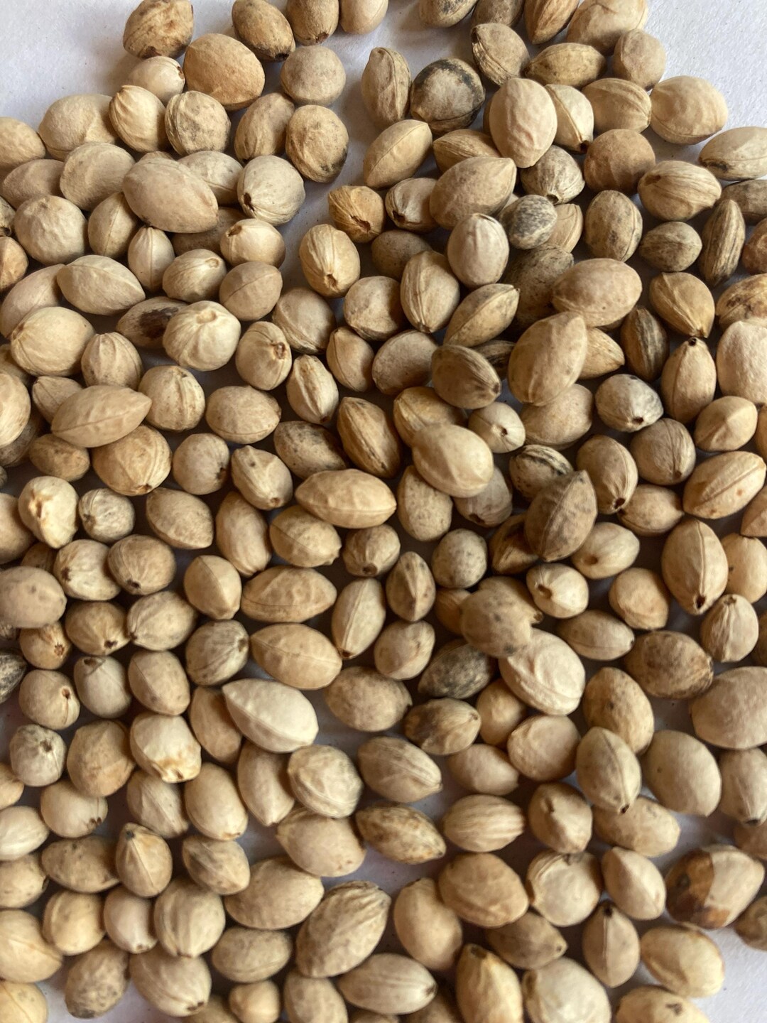 Tibetan Cherry Tree Seeds (PRUNUS SERRULA) - Etsy