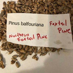 Foxtail Pine Tree Seeds PINUS BALFOURIANA northern Foxtail Pine - Etsy
