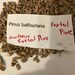 Foxtail Pine Tree Seeds PINUS BALFOURIANA northern Foxtail Pine - Etsy