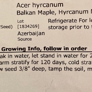 Balkan Maple Tree Seeds (acer Hyrcanum) - Etsy