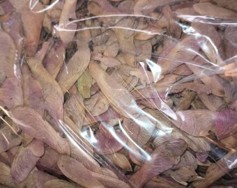 Flame Amure Maple Tree Seeds ACER Tataricum Ginnala 15seeds - Etsy