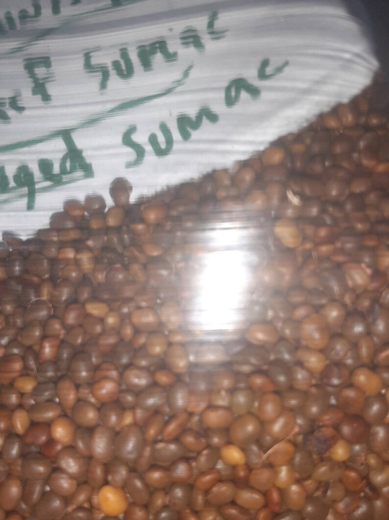 Dwarf Sumac Tree Seeds RHUS COPALLINA - Etsy