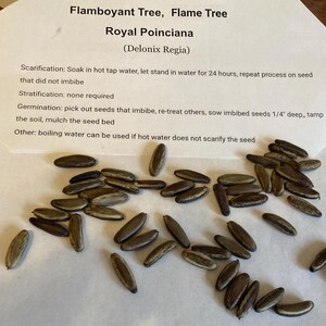 Flamboyant Tree Seeds (DELONIX REGIA) ( Flame Tree, Royal Poinciana) - Etsy