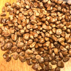 Eastern Red Cedar Tree Seeds (JUNIPERUS VIRGINIANA) - Etsy