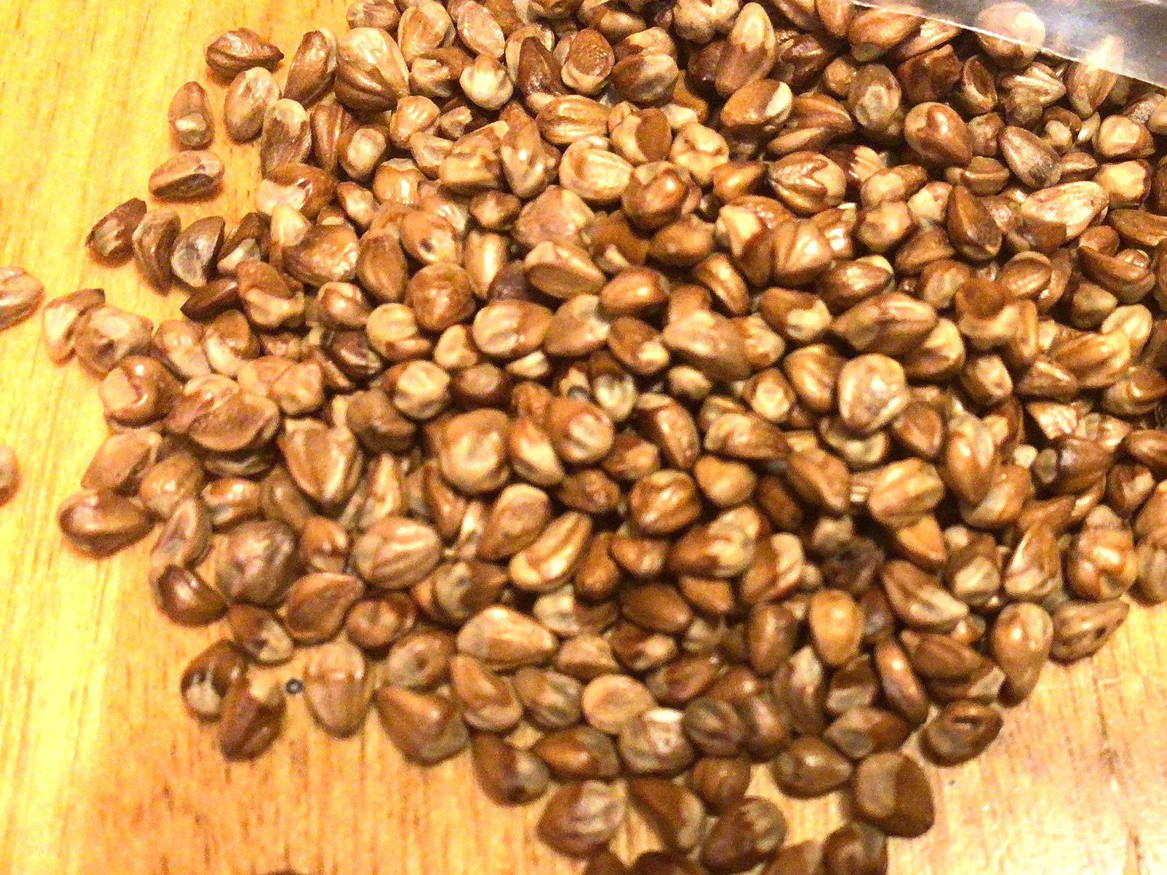 Eastern Red Cedar Tree Seeds (JUNIPERUS VIRGINIANA) - Etsy