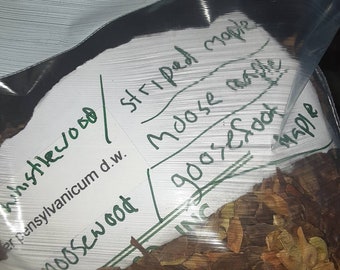 Seeds for Planting Acer Tegmentosum Manchu Striped Maple - Etsy