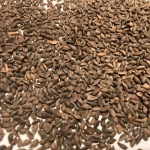 Colorado Blue Spruce Tree Seeds (PICEA PUNGENS GLAUCA) - Etsy