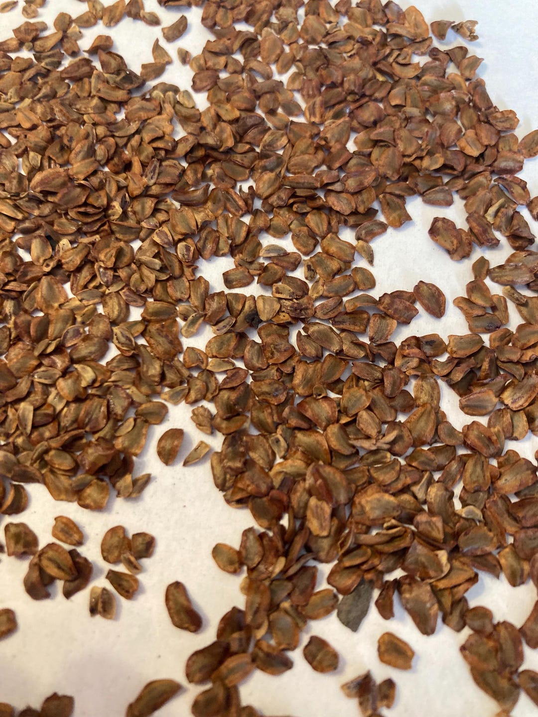 Coastal Redwood Tree Seeds (SEQUOIA SEMPERVIRENS) (redwood) (coast ...