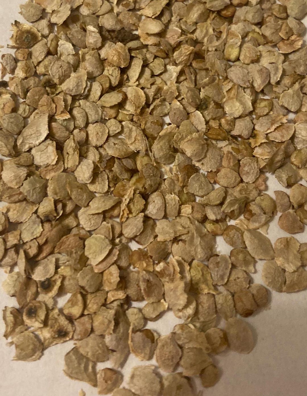 Dwarf Elm Tree Seeds ULMUS PUMILA Asiatic Elm, Siberian Elm - Etsy