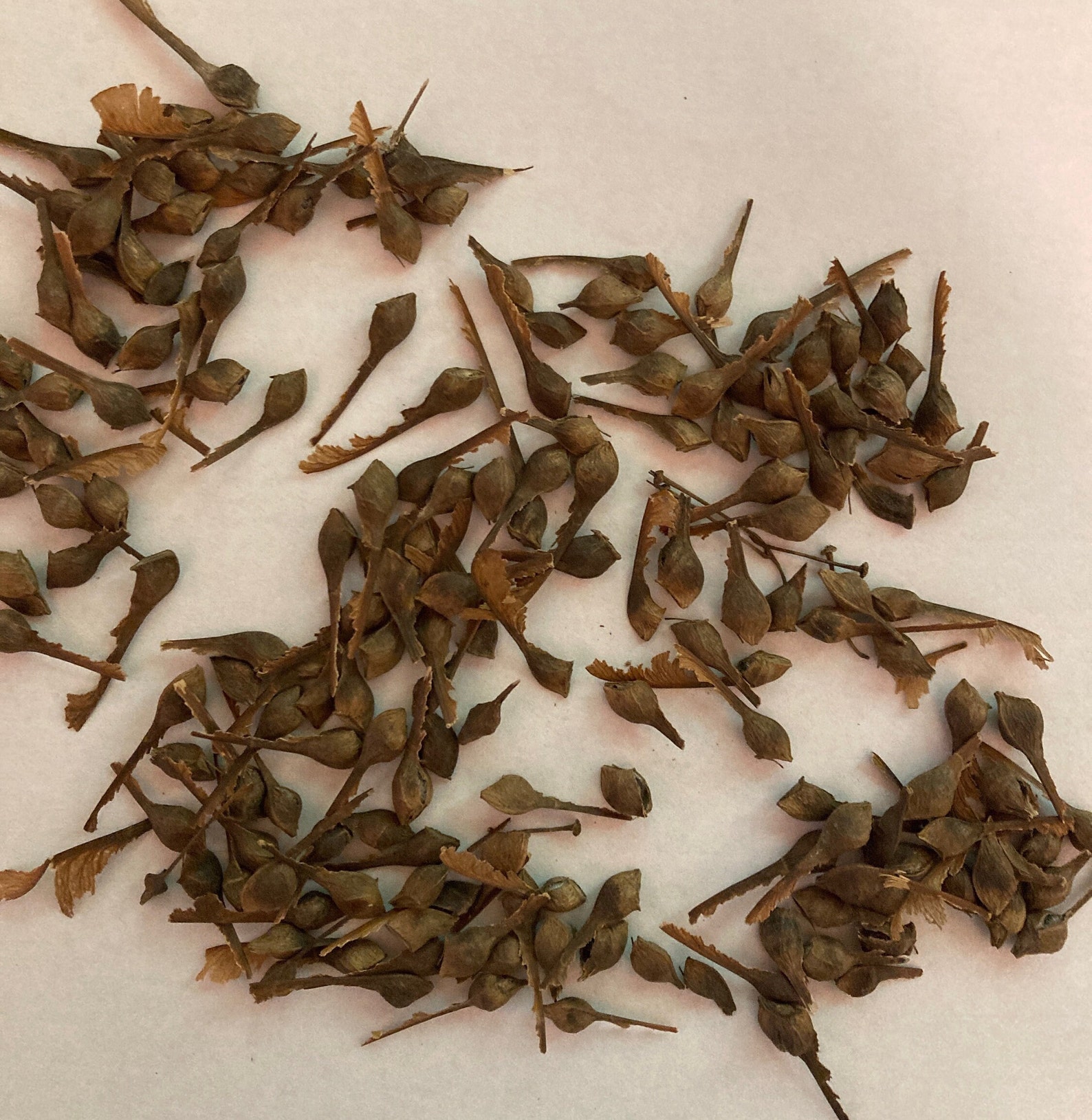 Balkan Maple Tree Seeds (acer Hyrcanum) - Etsy
