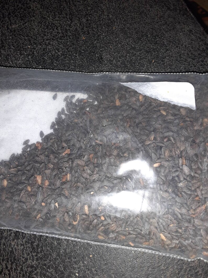 Eastern Jack Pine Tree Seeds pinus Banksiana scrub Pine - Etsy