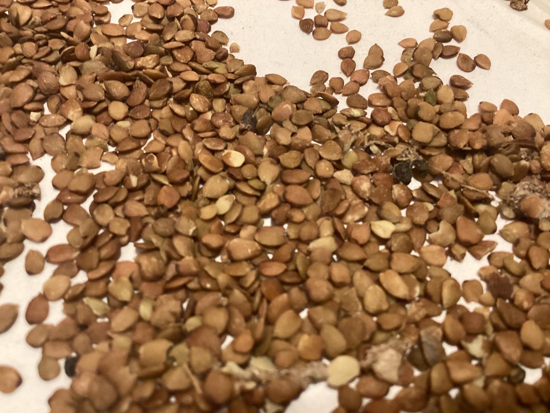 White Elm Tree Seeds (ULMUS AMERICANA) - Etsy