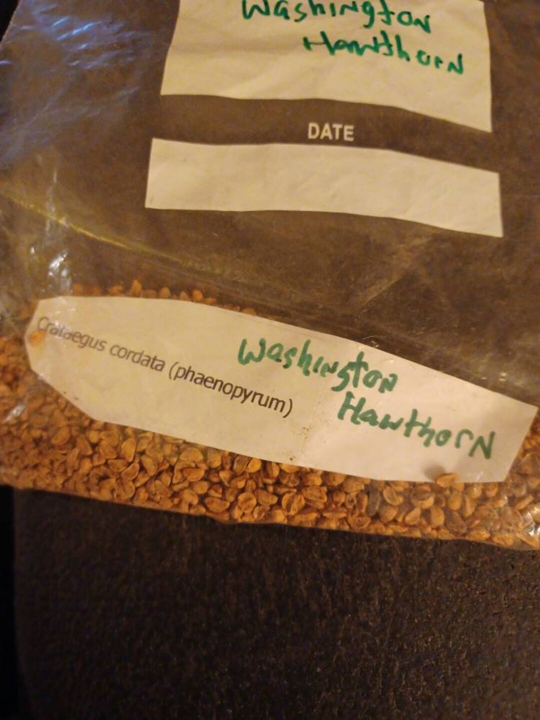 Washington Hawthorn Tree Seeds crataegus Cordata Phaenopyrum - Etsy