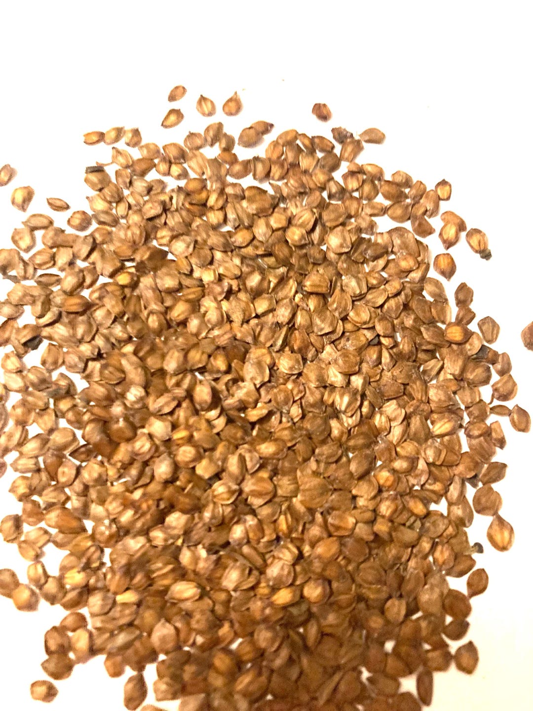 Manchurian Alder Tree Seeds (ALNUS HIRSUTA) (siberian Alder) - Etsy