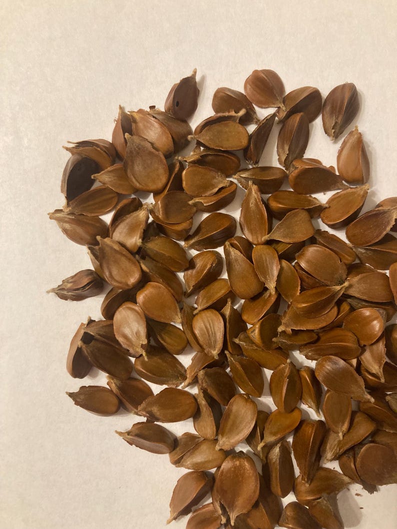 European Beech Tree Seeds (FAGUS SYLVATICA) (beechnut) - Etsy