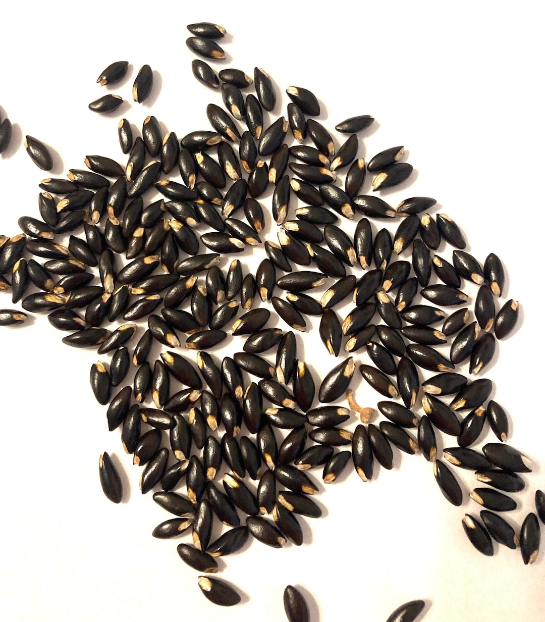 Vernal Witch Hazel Tree Seeds (HAMAMELIS Vernalis)(ozark Witchhazel ...