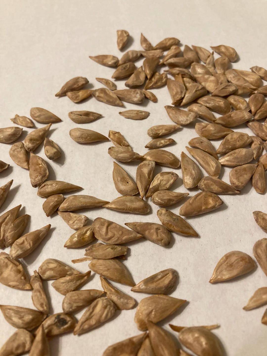 Himalayan Cedar Tree Seeds (CEDRUS DEODARA) (deodar Cedar) - Etsy