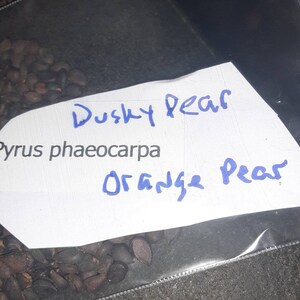 Dusky Pear Tree Seeds pyrus Phaeocarpa - Etsy