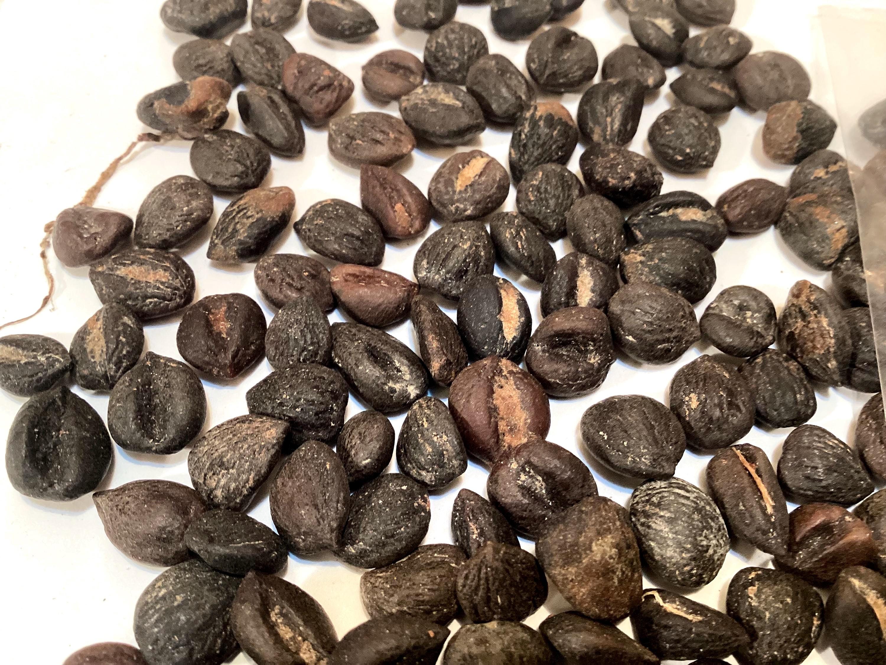 Magnolia-bark Magnolia Tree Seeds (MAGNOLIA OFFICINALIS) (houpu ...