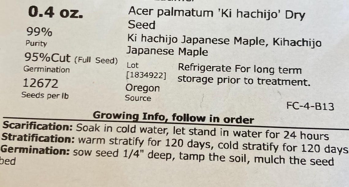 Kihachijo Japanese Maple Tree Seeds (ACER PALMATUM 'kihachijo') - Etsy