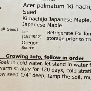 Kihachijo Japanese Maple Tree Seeds (ACER PALMATUM 'kihachijo') - Etsy