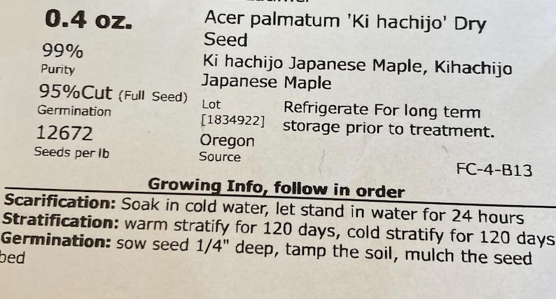 Kihachijo Japanese Maple Tree Seeds (ACER PALMATUM 'kihachijo') - Etsy