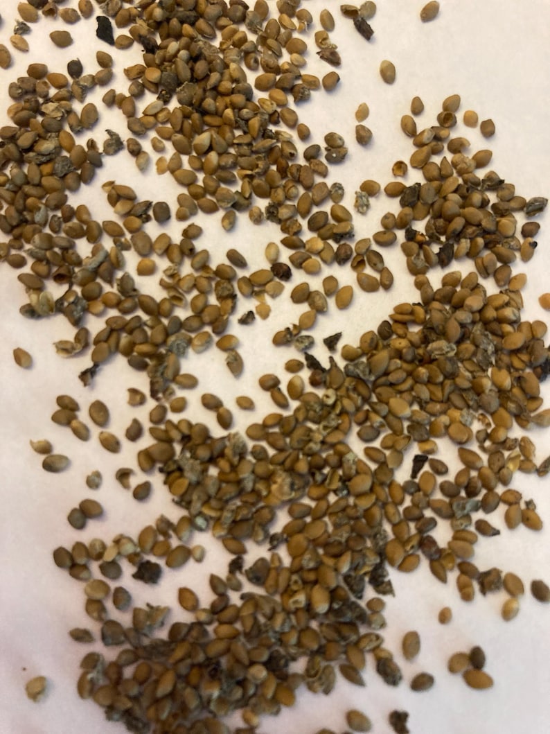 Russian Mulberry Tree Seeds (MORUS ALBA TATARICA) (tatarian White ...