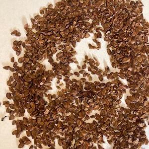 Redwood Tree Seeds (SEQUOIA SEMPERVIRENS) (california Redwood) (coast ...