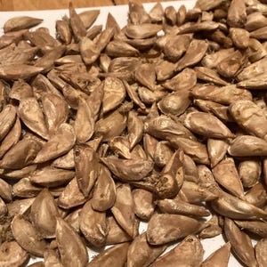 Deodar Cedar Tree Seeds (CEDRUS DEODARA) (himalayan Cedar) - Etsy